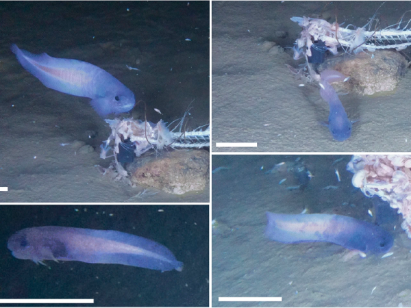 Es azul y vive a 8 km de profundidad: La "nueva" especie de pez que ...