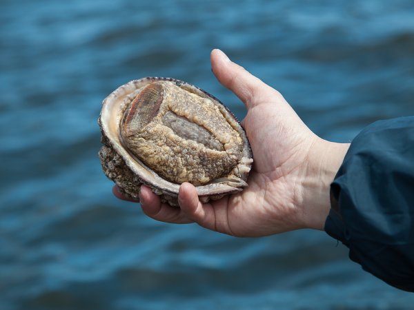 ¡Buena loco! El Loco chileno es reconocido como el "Molusco ...